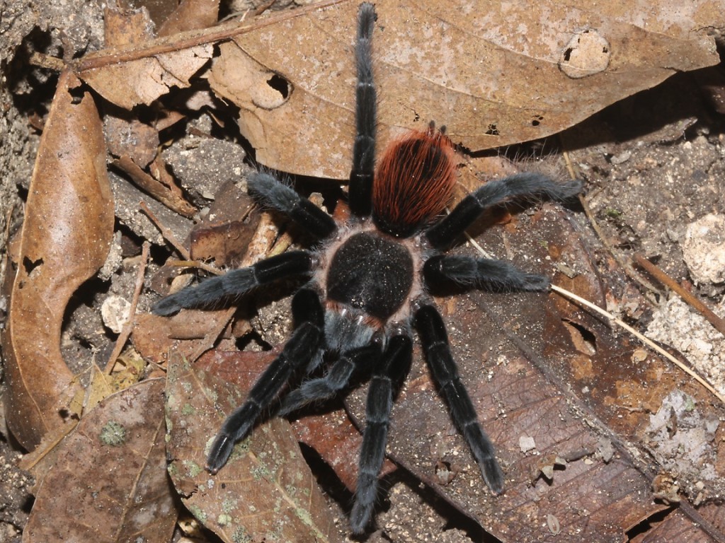 Tarantula Spider images : Biological Science Picture Directory ...
